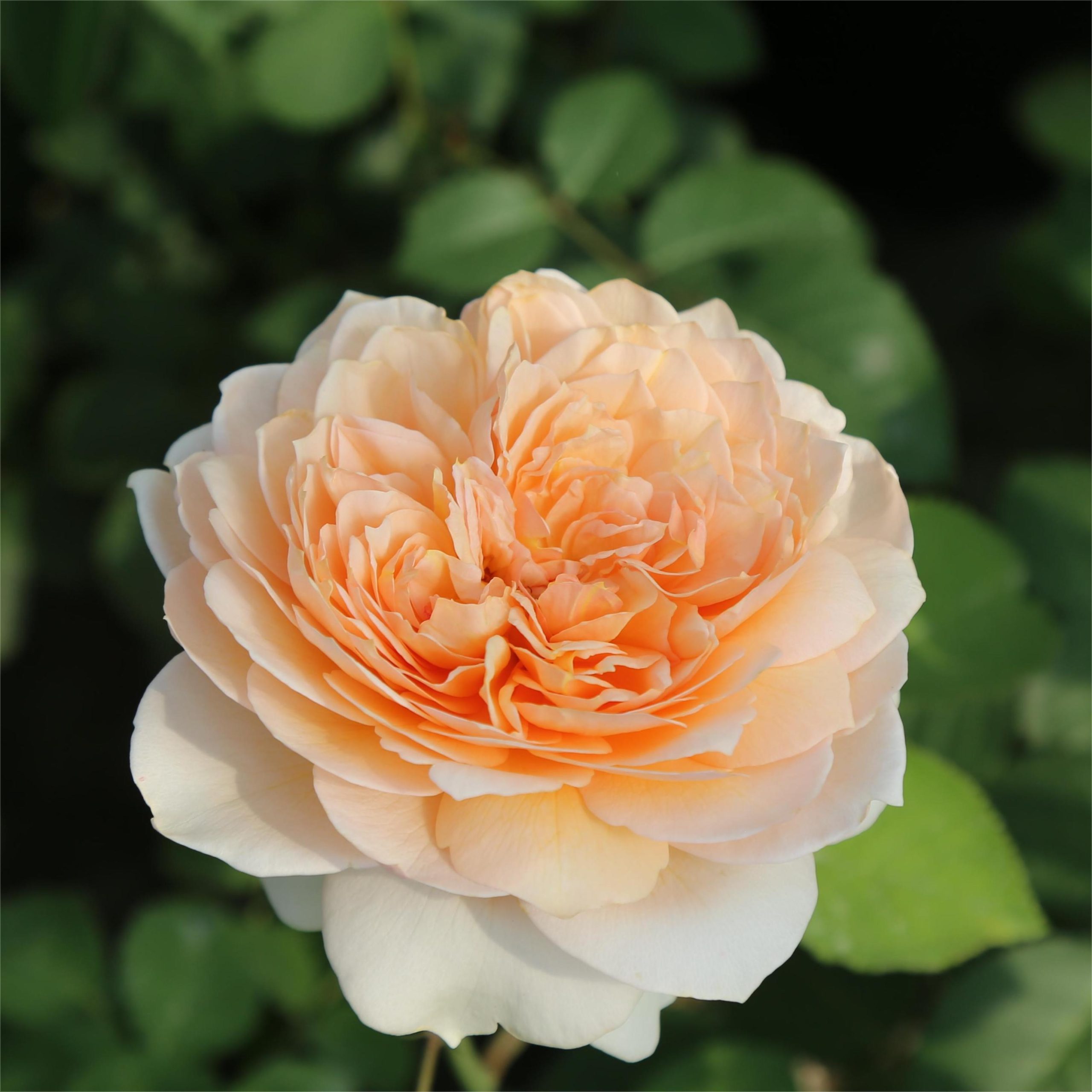 Rose Effie - CHINESE EXPORTER