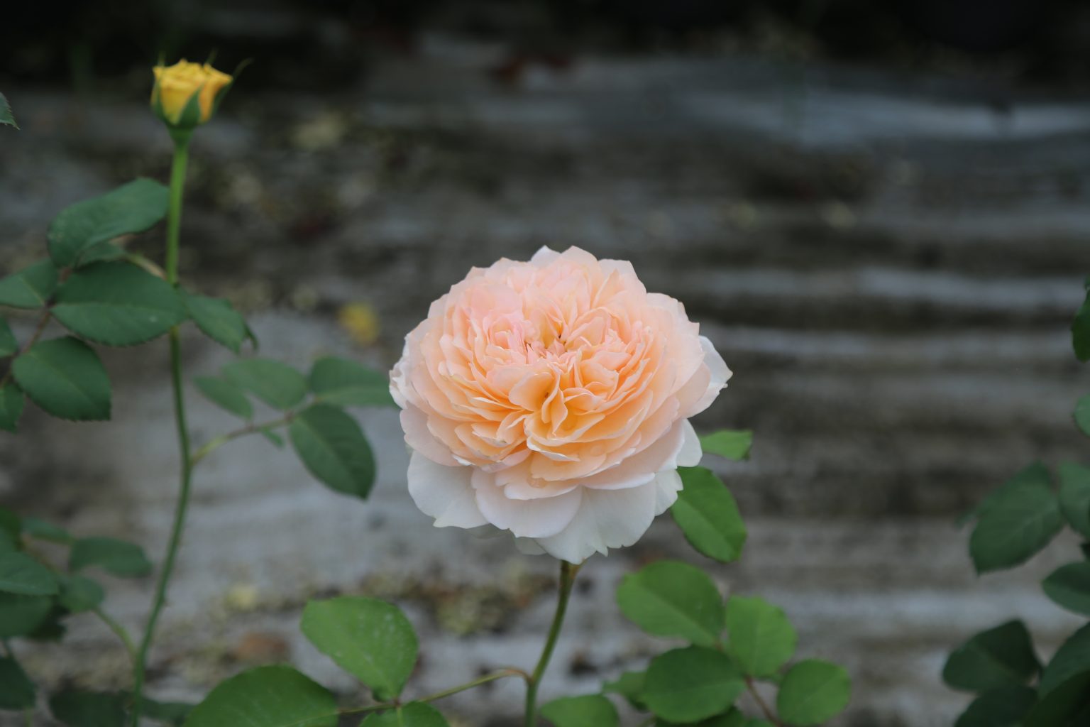 Rose Effie - CHINESE EXPORTER