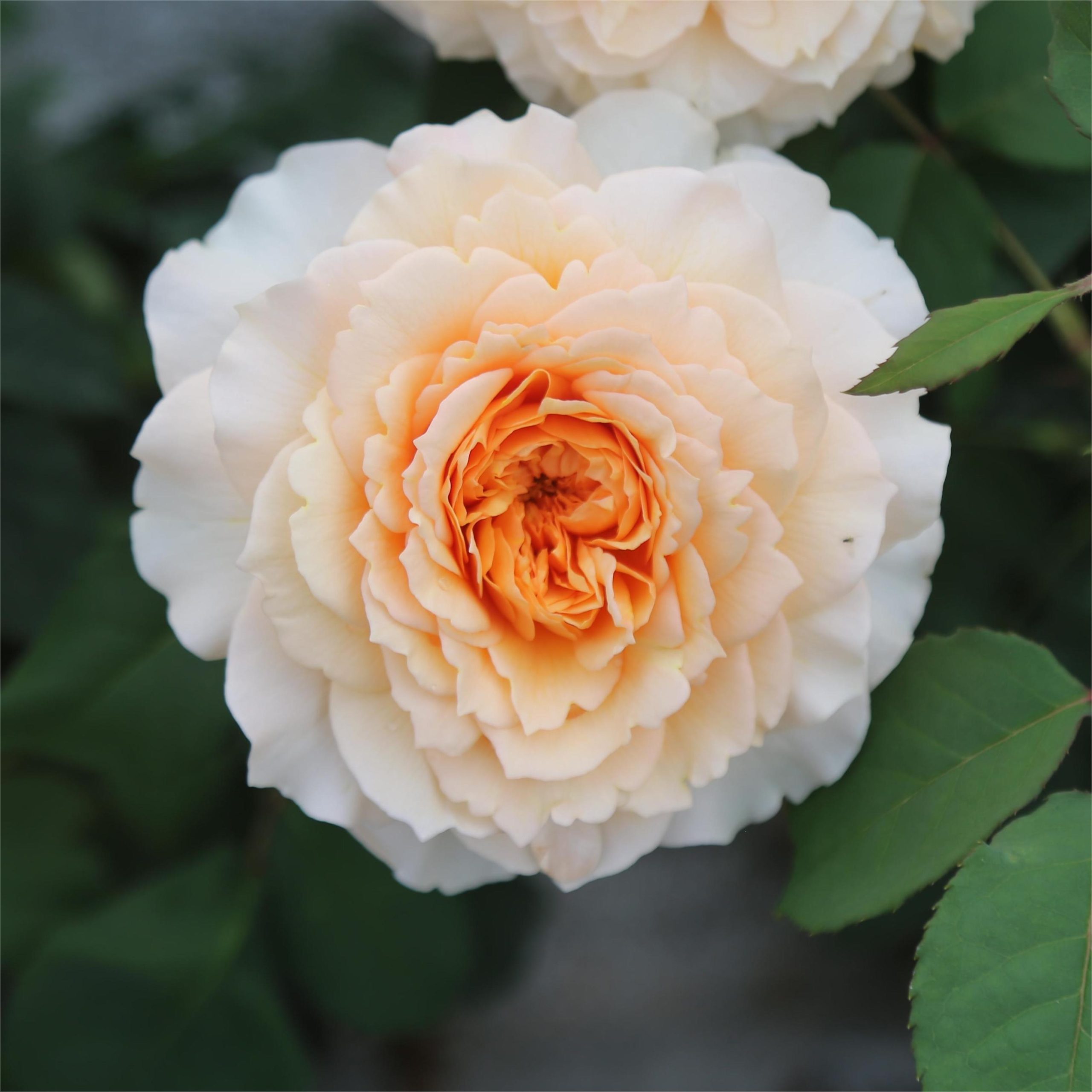 Rose Effie - CHINESE EXPORTER