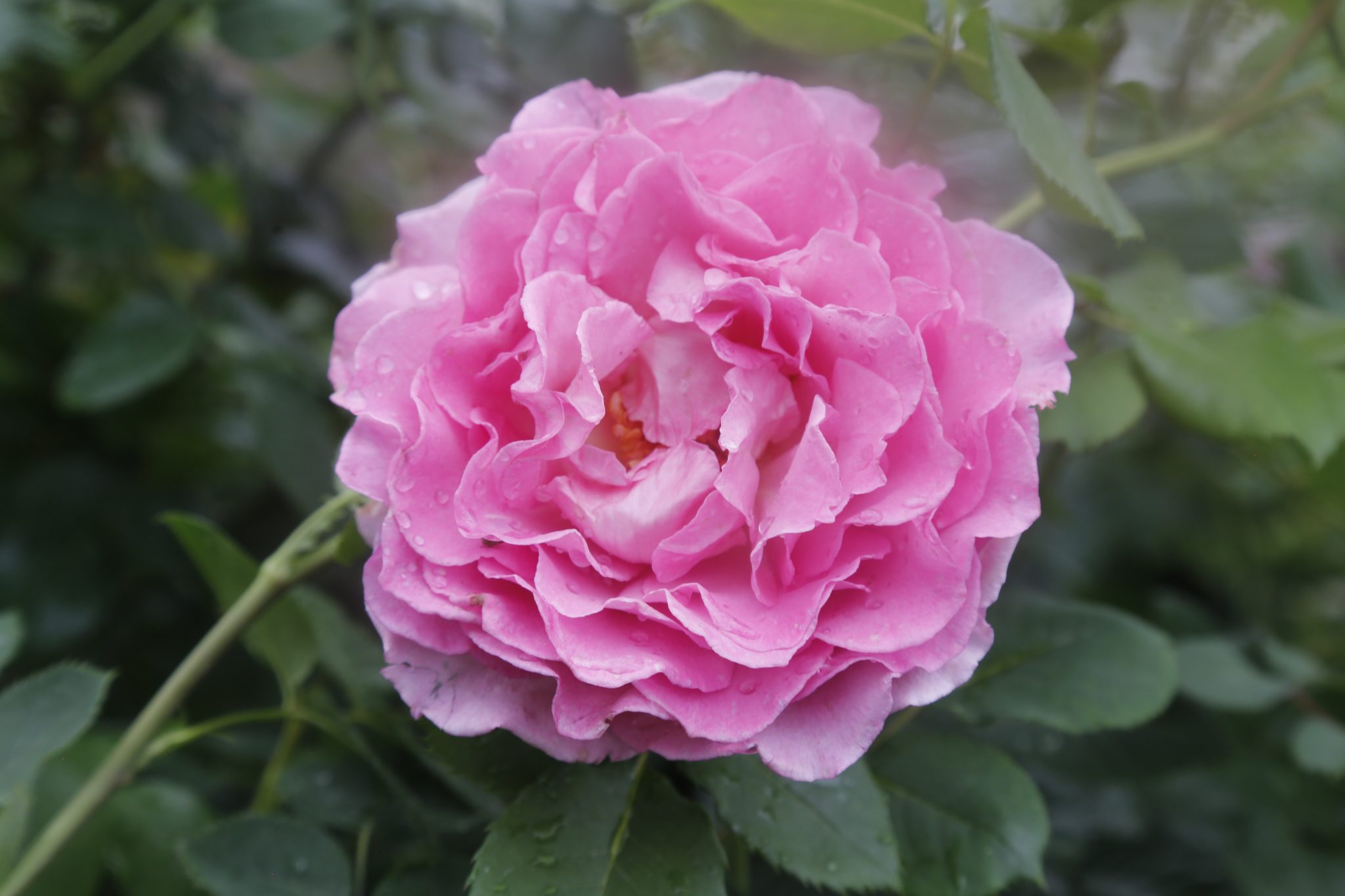 Rose Ines Sastre - CHINESE EXPORTER