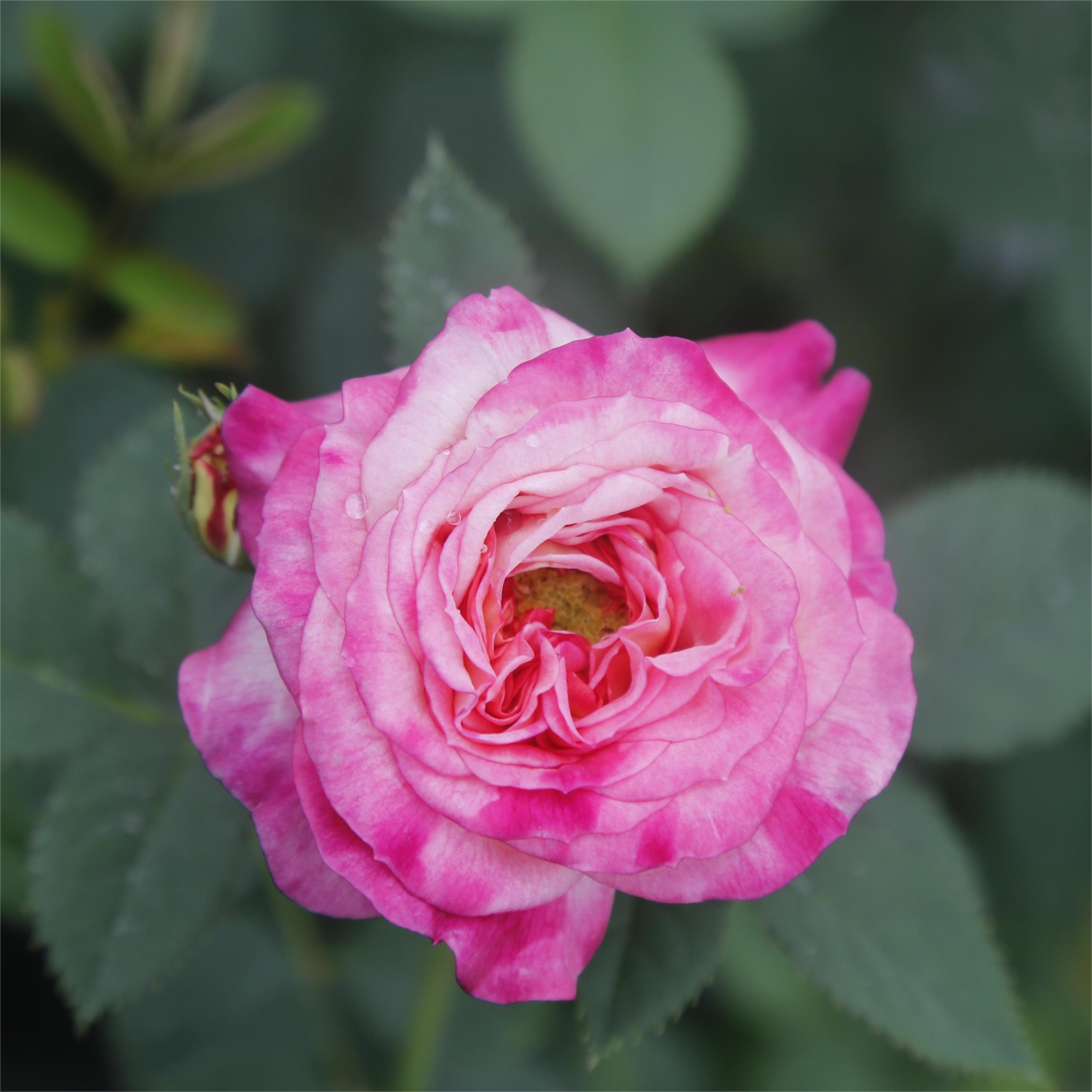 Rose Rosomane Janon - CHINESE EXPORTER