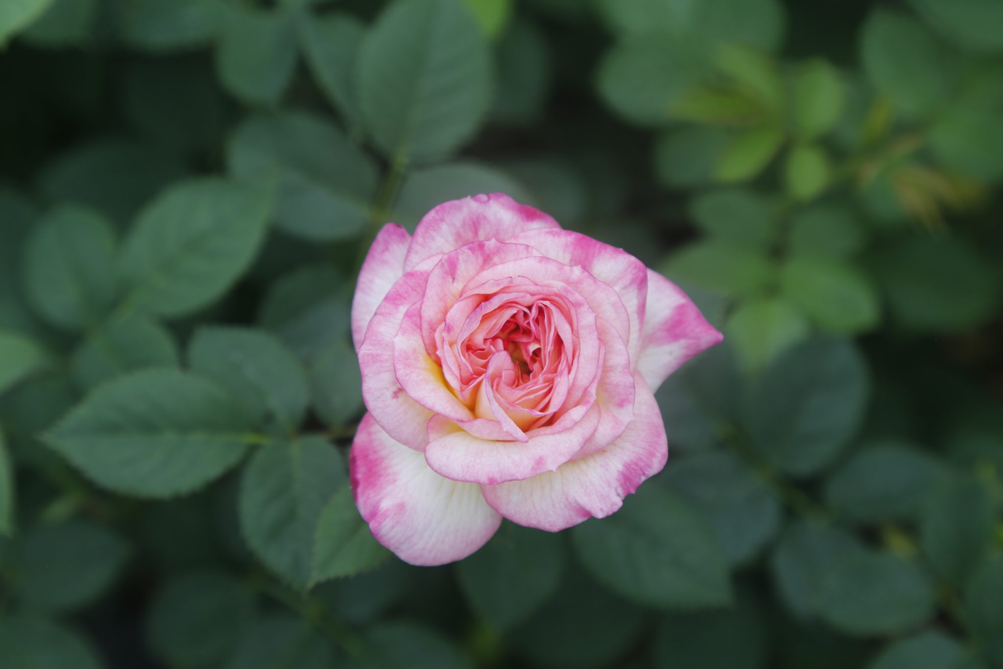 Rose Rosomane Janon - CHINESE EXPORTER